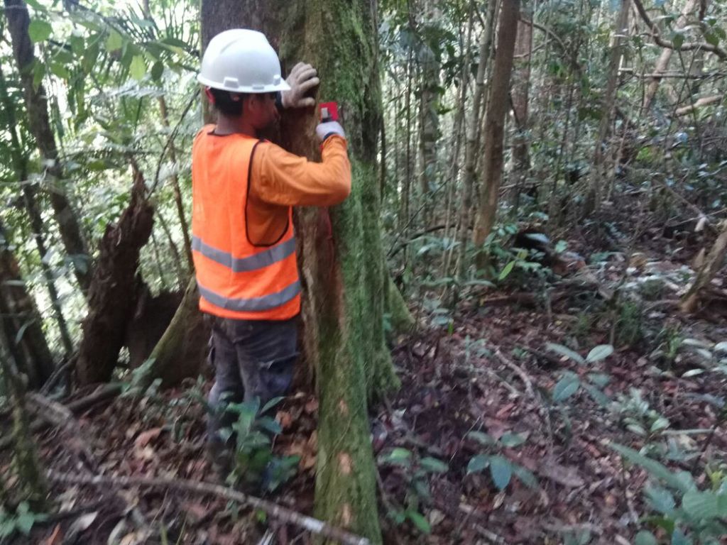 Timber Cruising – PT. Bio Mustika Utamajaya
